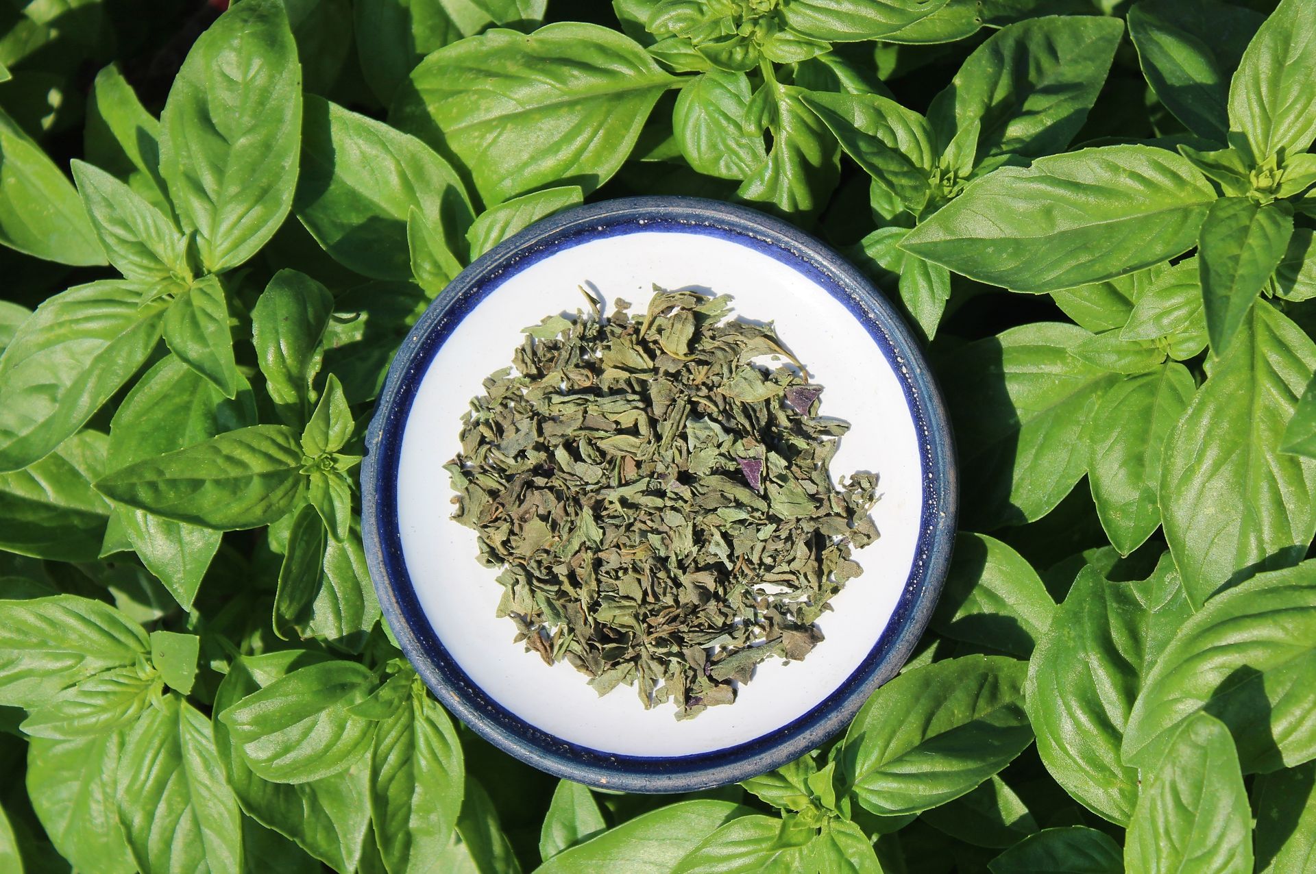 Dried Basil