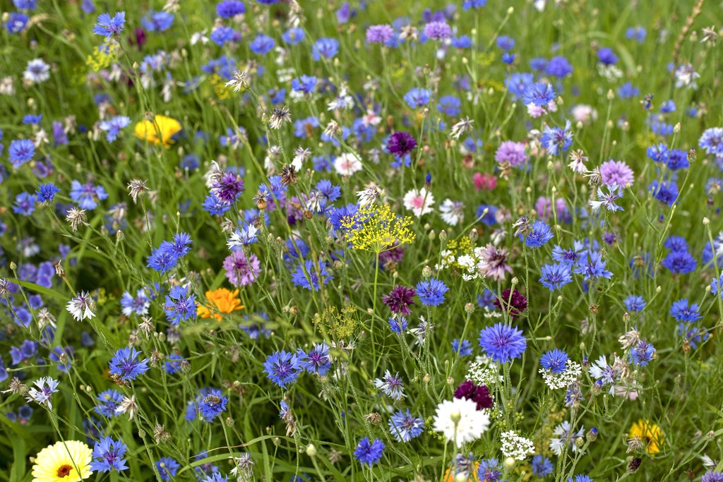 Buy Flower mix, Bee paradise seeds | Zollinger Bio